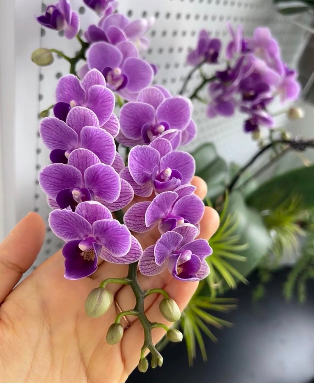 Phal. Younghome Purple Baby '07122', Multifloral, Can Bloom Tens of ...