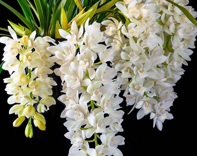 Cymbidium Sarah Jean 'ice Cascade' CCM/AOS, Fragrant, Imported From ...