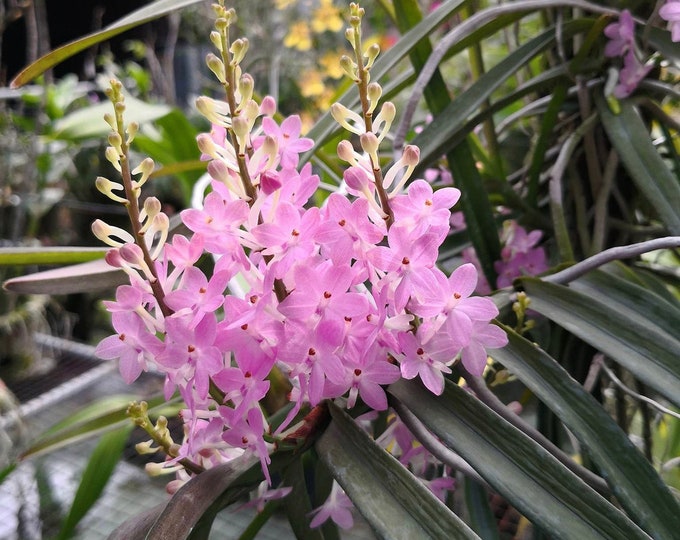 Mini Vanda ascocentrum Christensoniana Very Fragrant With - Etsy