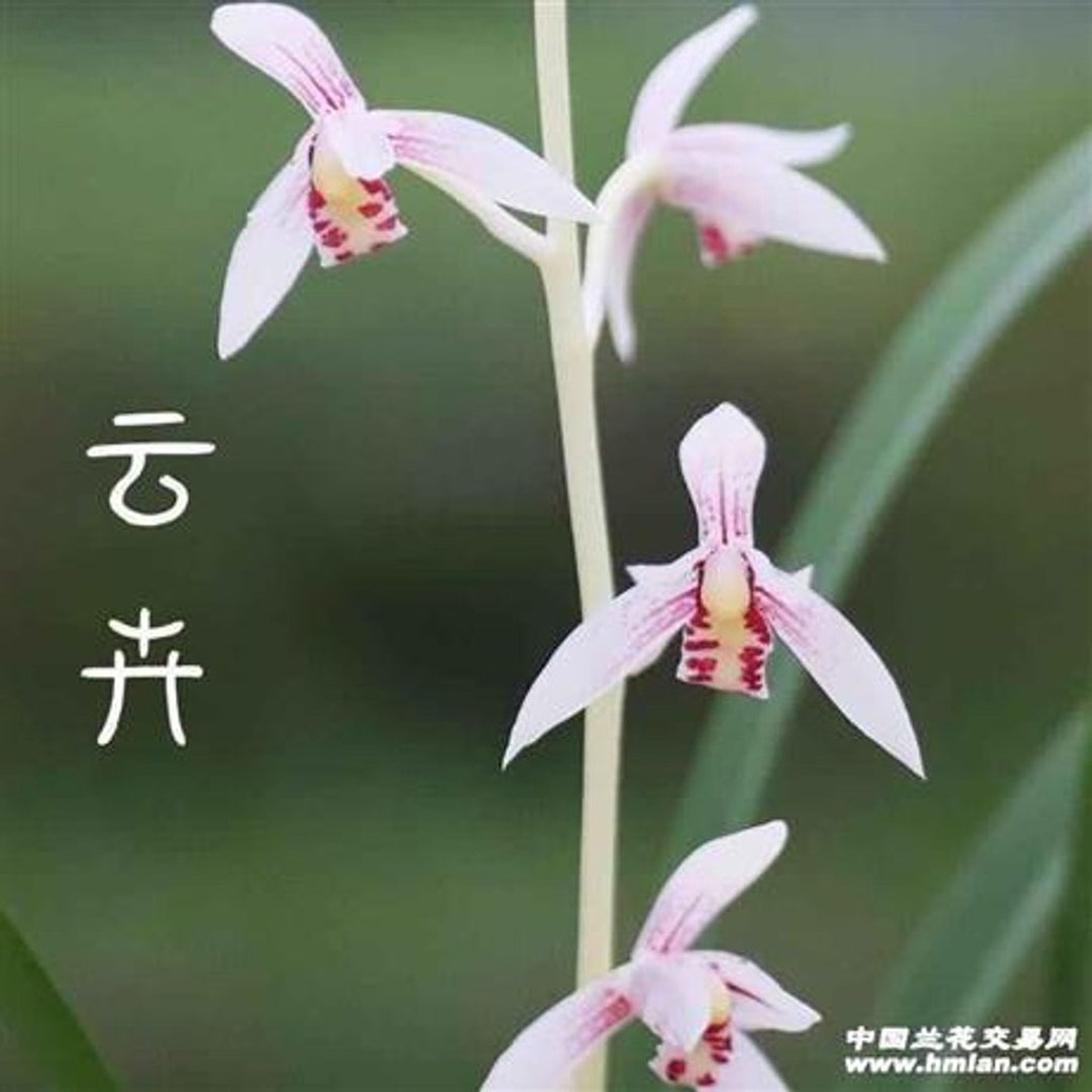 Cymbidium Ensifolium ‘clouds’, 建兰 ‘’云卉’, Easy to Bloom and Very ...