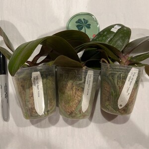 In Spike Phal. KS Balm 'yellow Chocolate', Reddish Foliage and Very ...