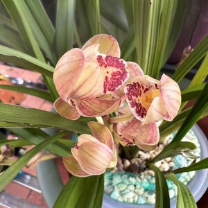 Cymbidium Ensifolium “red Moon” 建兰/四季兰 ‘红月’- Very Flagrant - Etsy