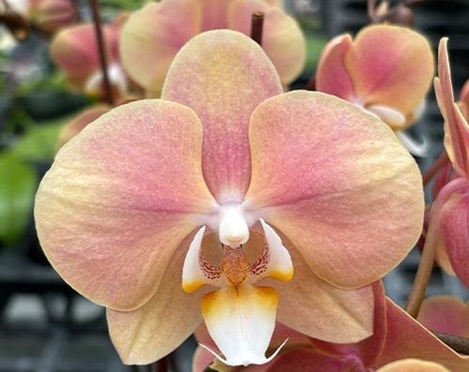 Phal. OX Golden Star 'OX1663' × SKB Black Lace, Pretty Salmon Color ...