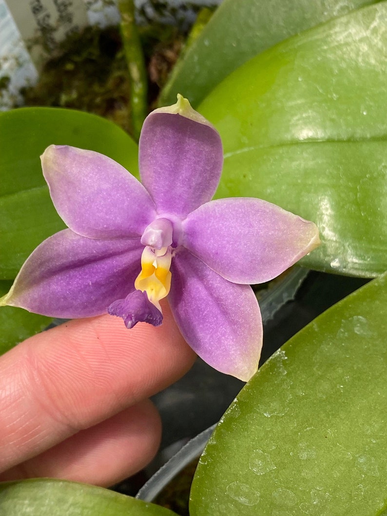 Phal. Lioulin Blue Eagle X Phal. Samera 3057 - Etsy