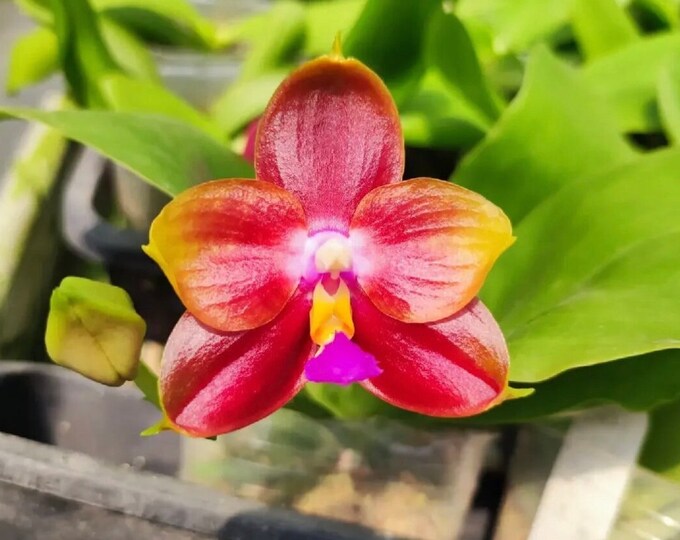 Phal. (yangyang Pink Mary X Yaphon Lover), Very Fragrant (BKH2024) - Etsy