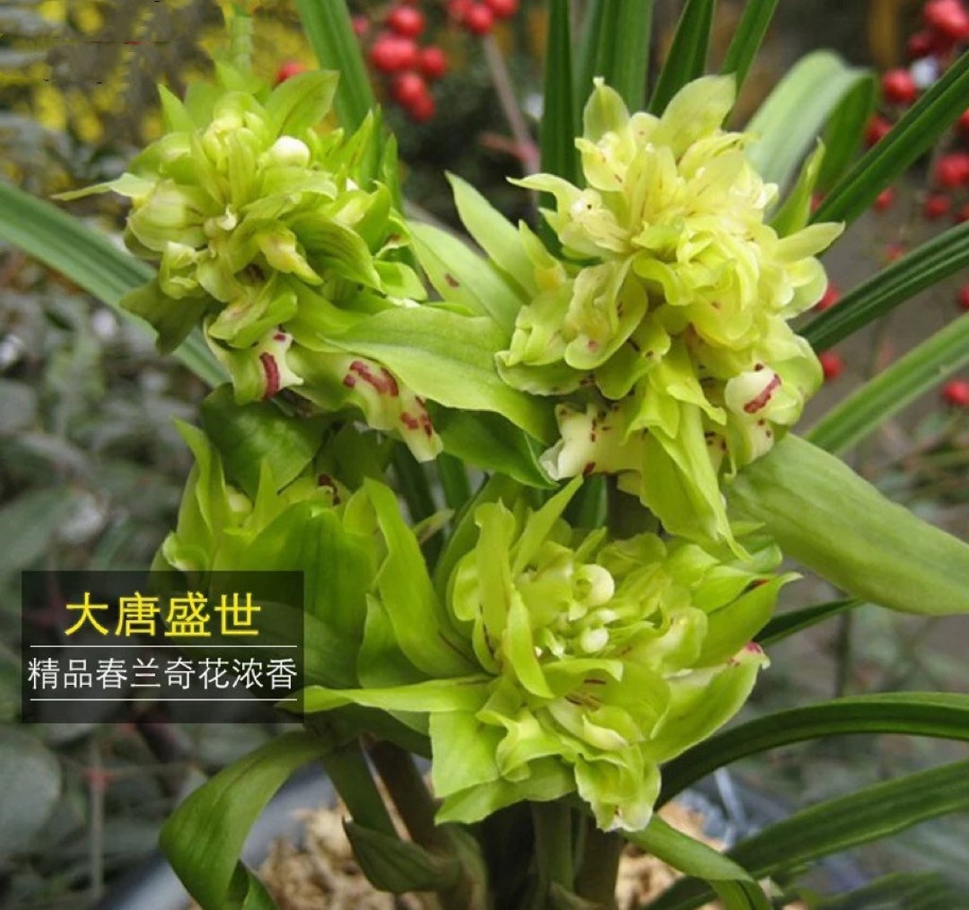Cymbidium Goeringii ‘da Tang Sheng Shi’ (great Tang Dynasty), 春兰 ‘大唐盛世 ...