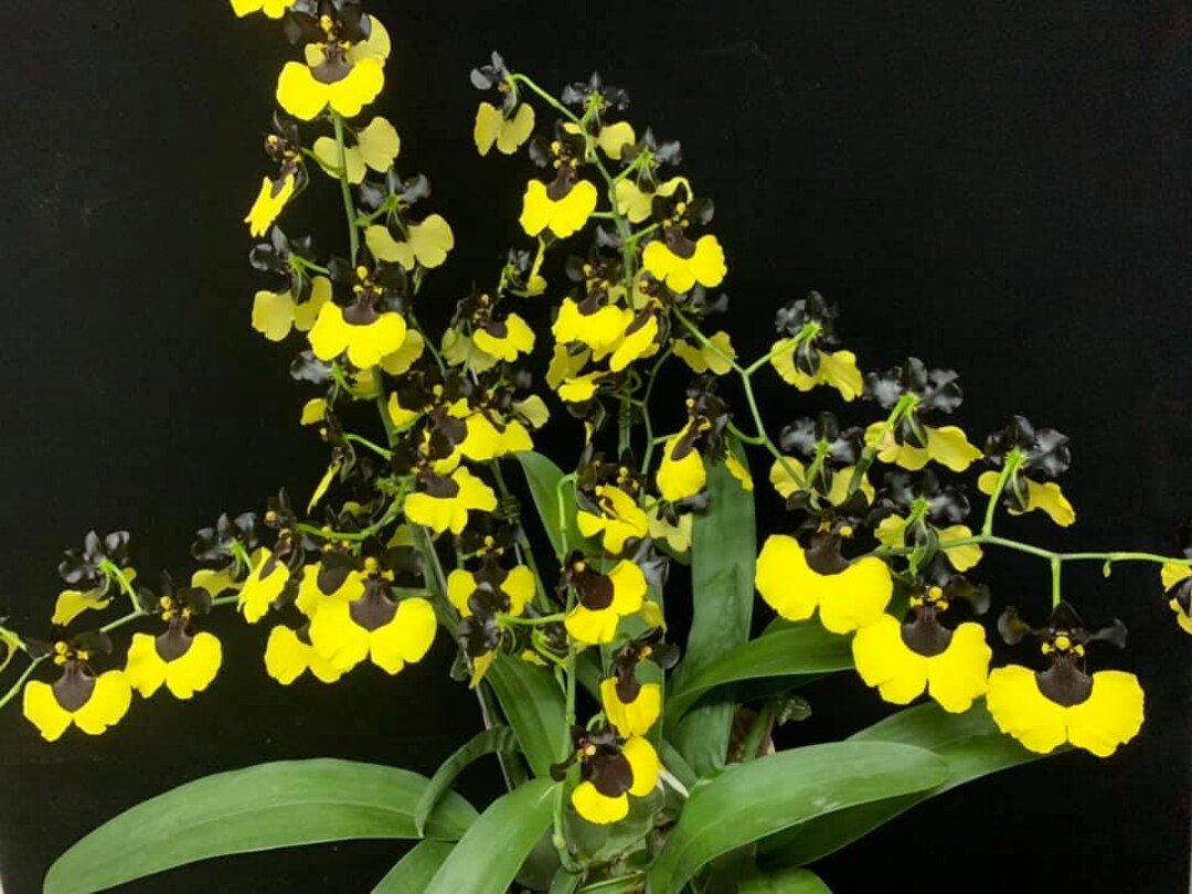 Onc. Gomesa Jiaho Queen 'jia Ho' FCC/AOS (mini Oncidium) - Etsy