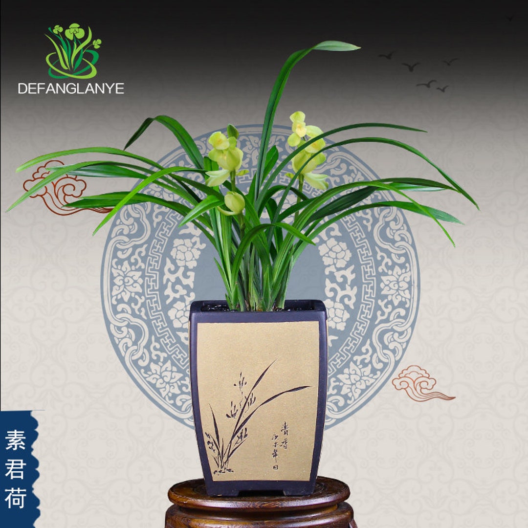 Cymbidium Ensifolium su Jun He 建兰/四季兰 素君荷, Very Fragrant - Etsy