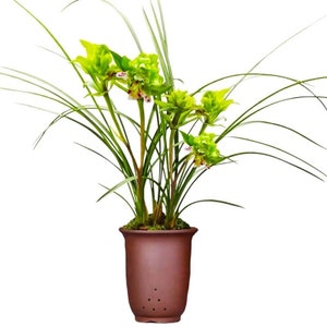 Cymbidium Goeringii da Tang Sheng Shi great Tang Dynasty, 春兰 大唐盛世 ...