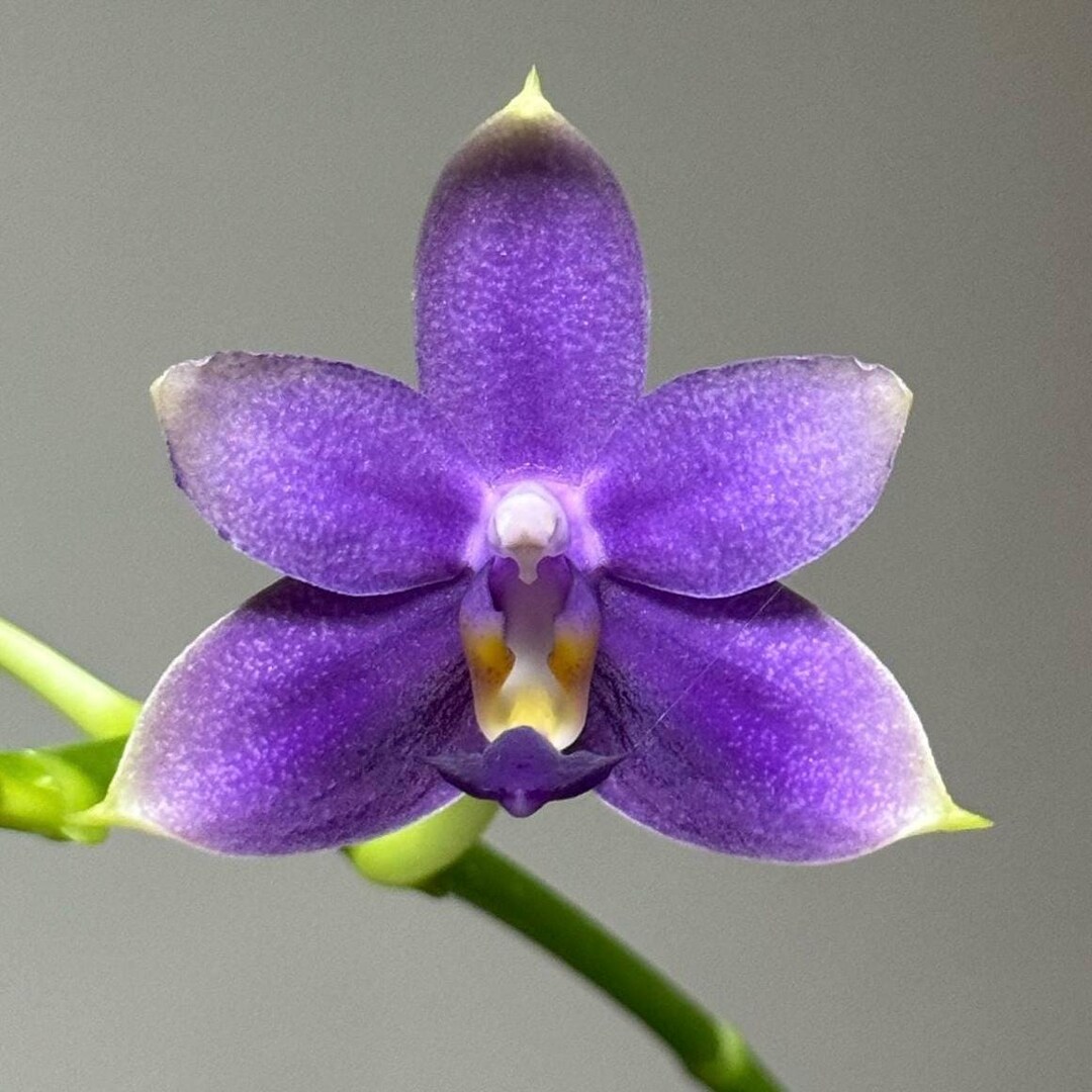 Phal. Lioulin Blue Star X Phal. Chienlung Purple Jewel, Blue Colored ...
