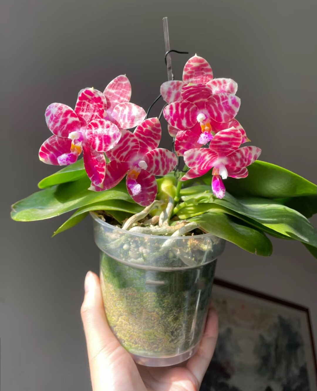 Phal. KS Super Zebra 84 Fragrant and Round Leaves - Etsy