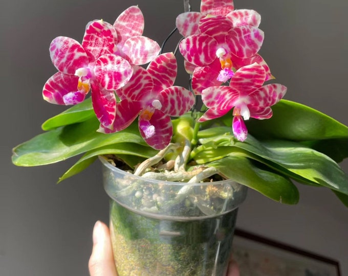 Phal. KS Super Zebra 84 Fragrant and Round Leaves - Etsy