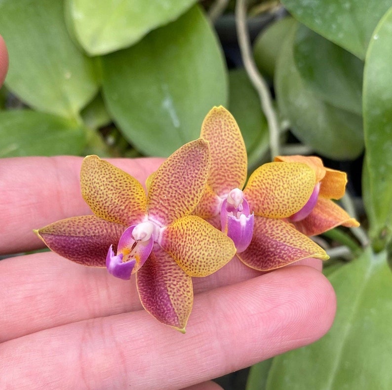Phal. happy Fan Sir X Yaphon Oh Mygod 2848A Fragrant - Etsy
