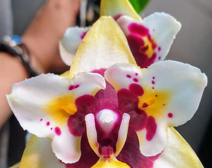 Phal. Yaphon Star Diamond ‘AN6601’ (peloric) AM/AOS, Fragrant - Etsy