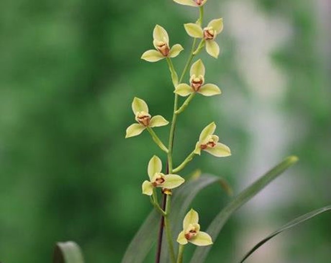 Cymbidium Ensifolium xia Huang Mei, 建兰 夏皇梅, 四季兰八大铭品之首 Easy to Bloom and ...