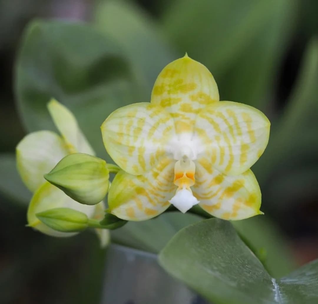 Very Rare Phal. Mituo Golden Tiger 'white Tiger' AM/AOS Fragrant, 2.5 ...