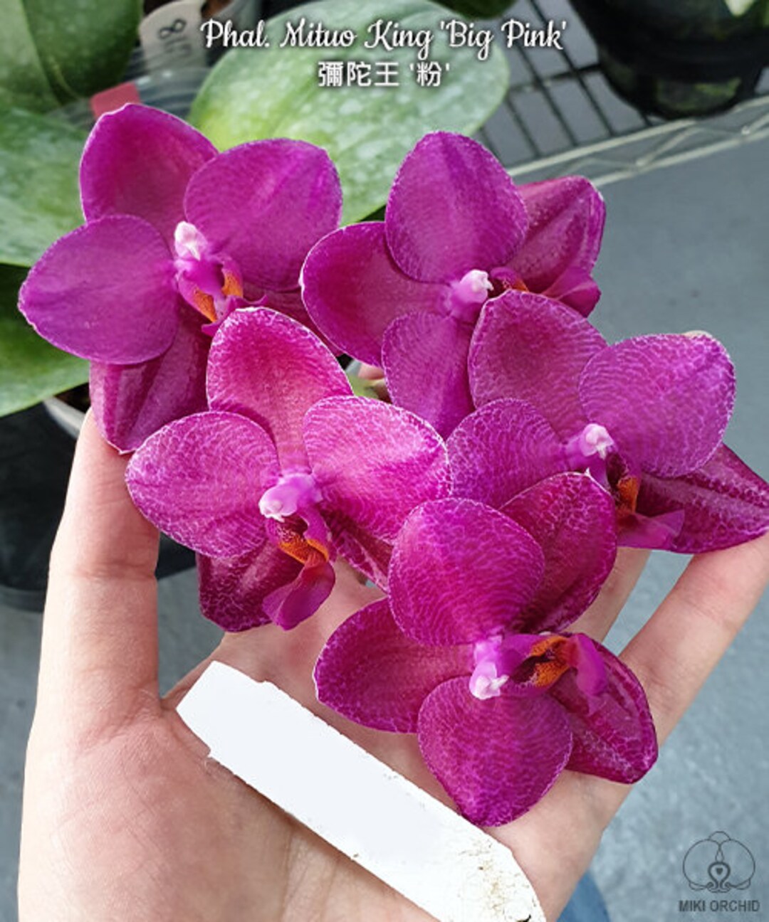 Phal. Mituo King 'big Pink' AM/AOS, Waxy Flowers, Fragrant, Round ...