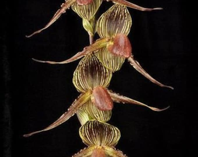 In Spike! Multifloral Paph Wayne Booth 'chocolate Flush' X ...