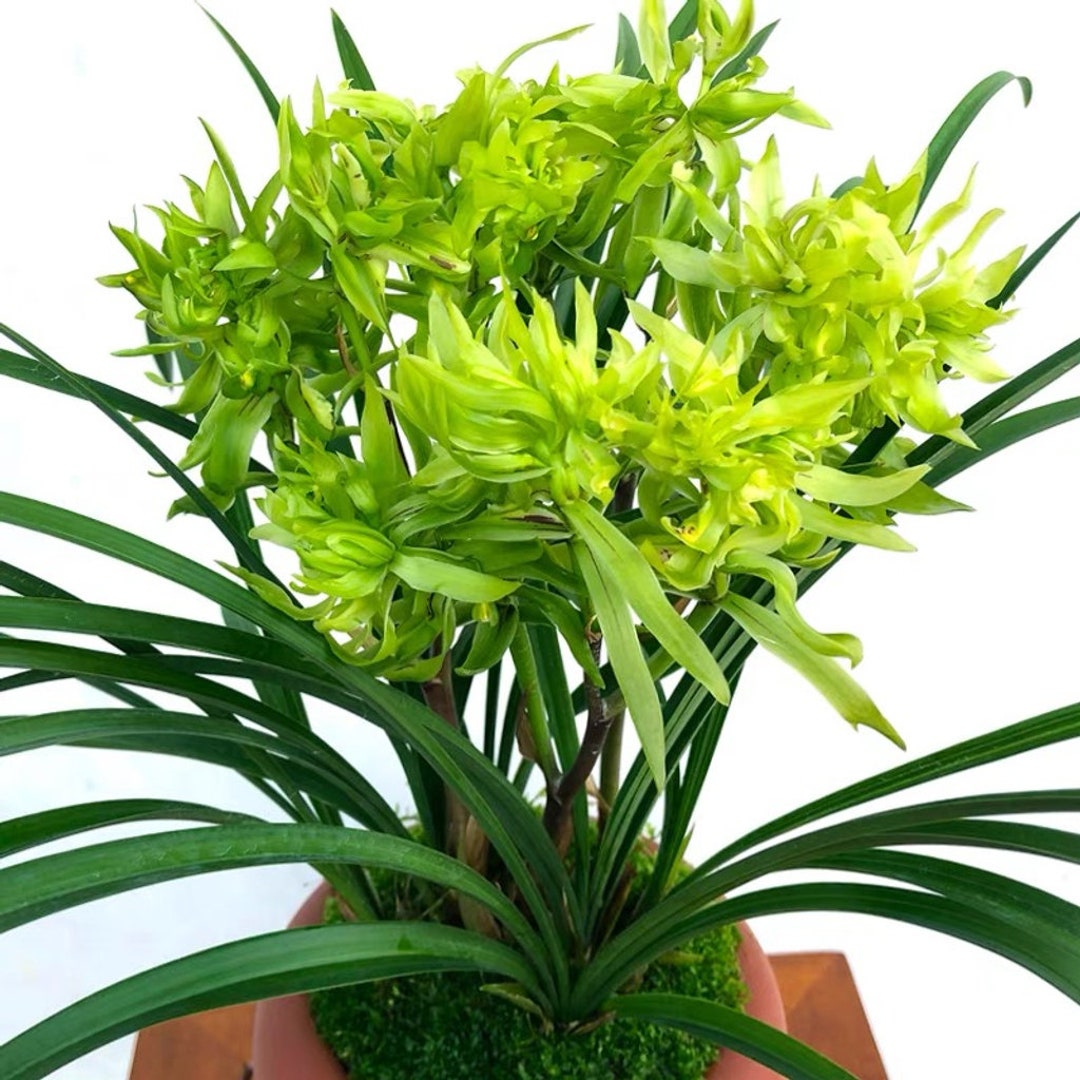 Cymbidium Goeringii ‘hua Kai Fu Gui (blooming Rich)' 春兰铭品 ‘花开富贵 ...