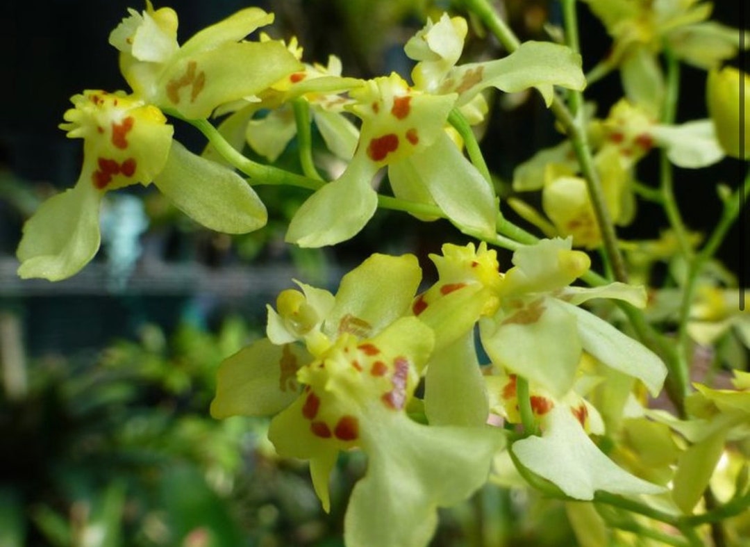 In Spike Oncidium Misaki Twinkle Obry 'only You' Sweet Fragrance - Etsy