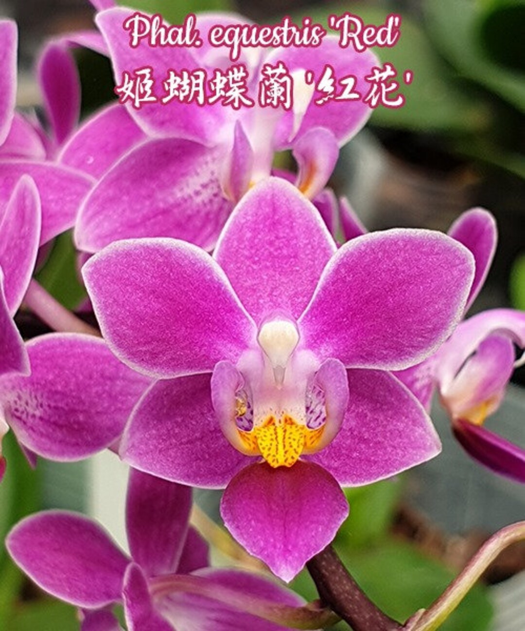 Phal. Equestris 'red', Multiflora, Fragrant - Etsy