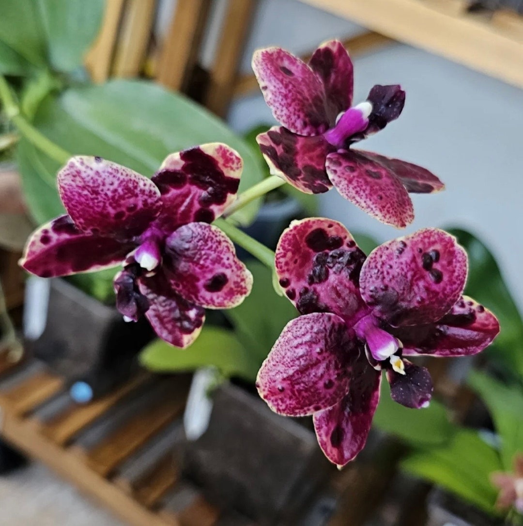 Phal. Mituo Reflex DD blueberry Jam MCL154 Juicy Flower - Etsy