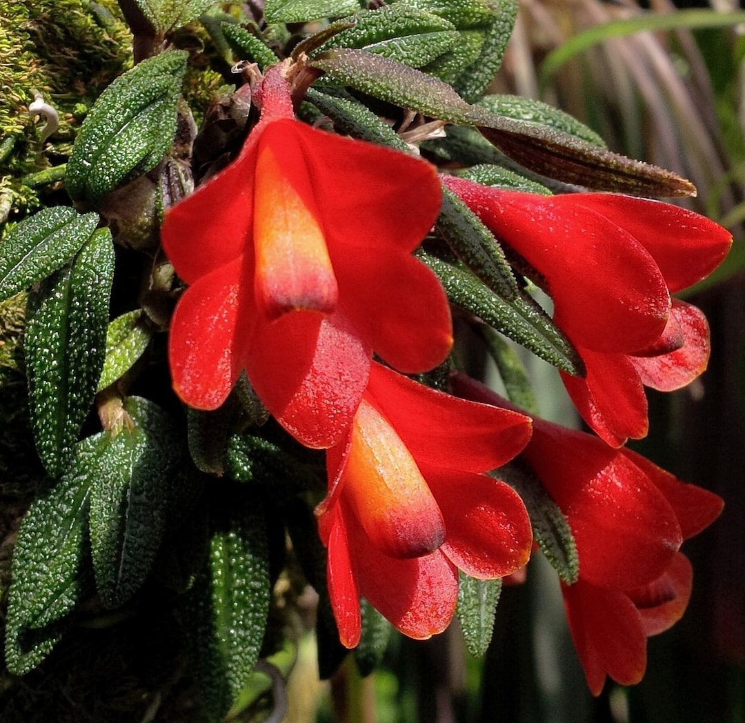 Den. Cuthbertsonii, Mini Orchid Species - Etsy