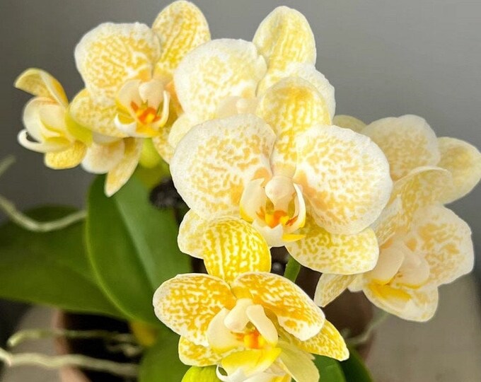 In Spike and Rare! Phal. Yaphon Golden Leopard 'AN6609', Very Cute ...