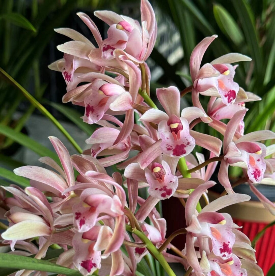 Cym. ‘romantic Sakura’, Very Flagrant, Imported From Japan, Ship Bare ...