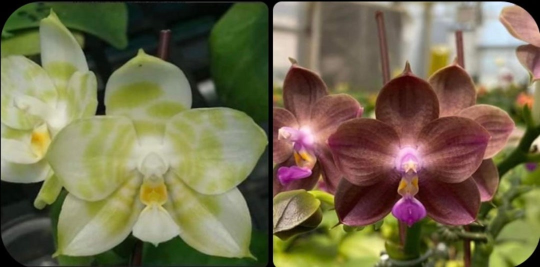 Phal. Mituo Golden Tiger 'green Tiger' X P. Mituo 24 Solar Terms black ...