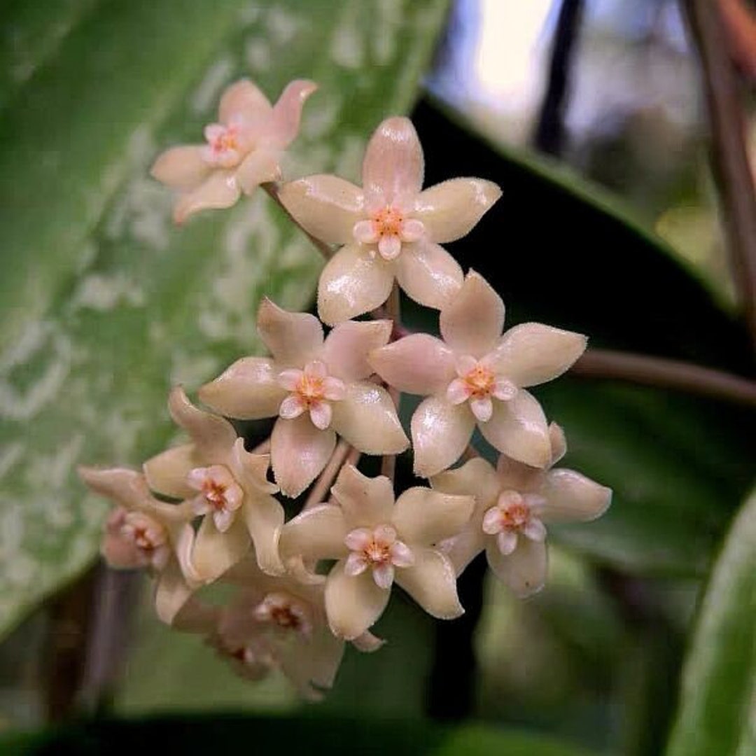 Hoya Sp. Rangsan splash HOY161 - Etsy