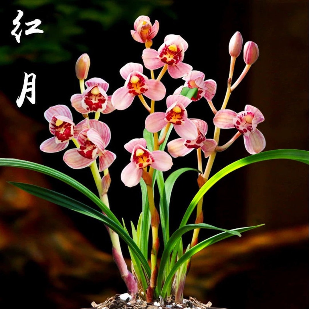 Cymbidium Ensifolium “red Moon” 建兰/四季兰 ‘红月’- Very Flagrant - Etsy