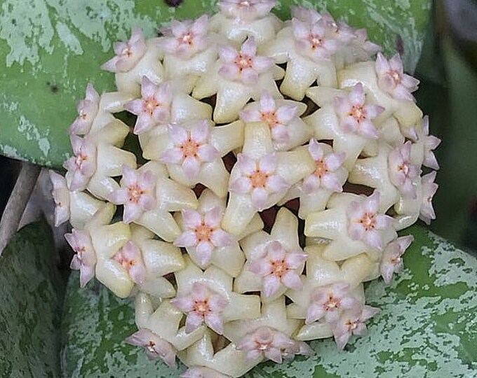 Hoya CV Michelle MB1225 HOY139 - Etsy