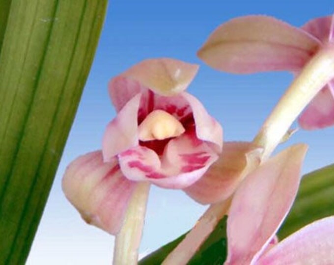 Cymbidium Ensifolium “jin Zhou Hong He (rainbow Lotus)” 建兰 ‘金皱虹荷 ...