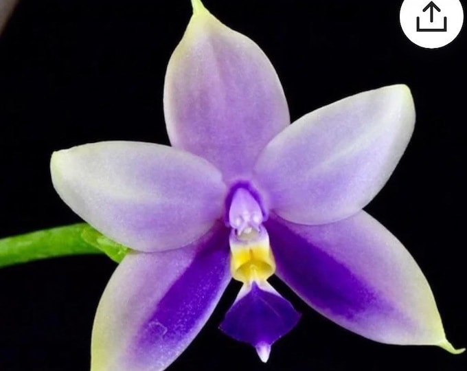 Phal. Samera Var. Blue X Sib, Very Fragrant! - Etsy