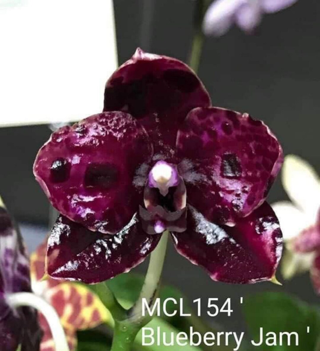 Phal. Mituo Reflex DD blueberry Jam MCL154 - Etsy