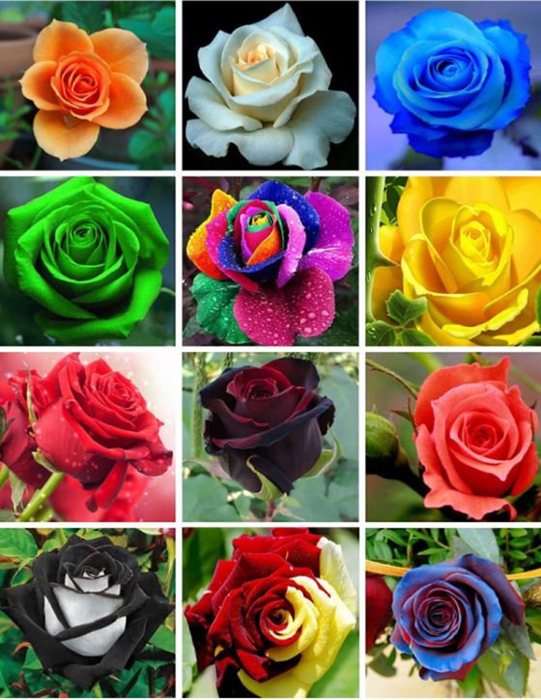 Buy 12 Mix Rose Seeds Packet 60 Seeds Online in India - Etsy
