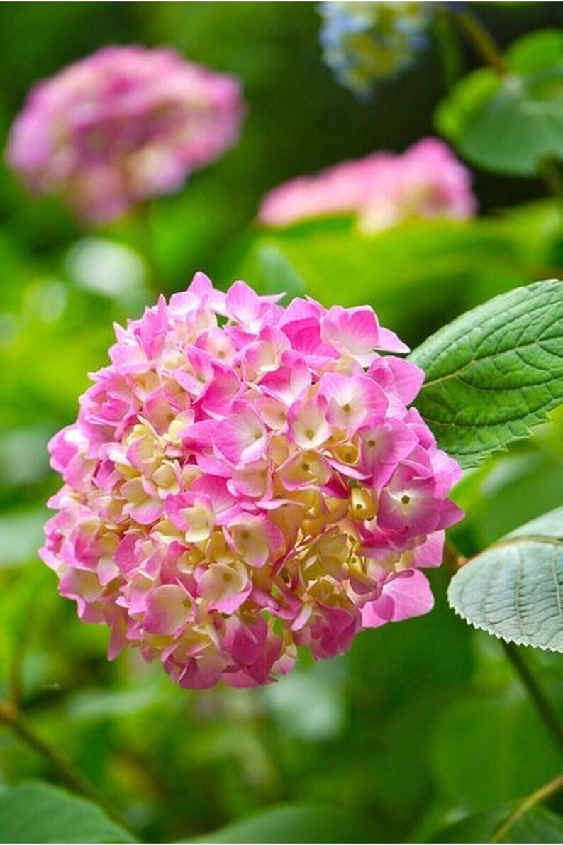 Hydrangea Seeds Soft Pink 15 per Pack - Etsy