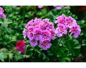Geranium Seeds Soft Pink 10 per Pack | Etsy