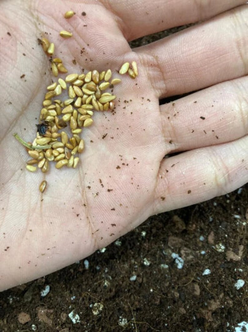 25 Rare Seeds red White Rose Seeds Flower Seedsrare - Etsy