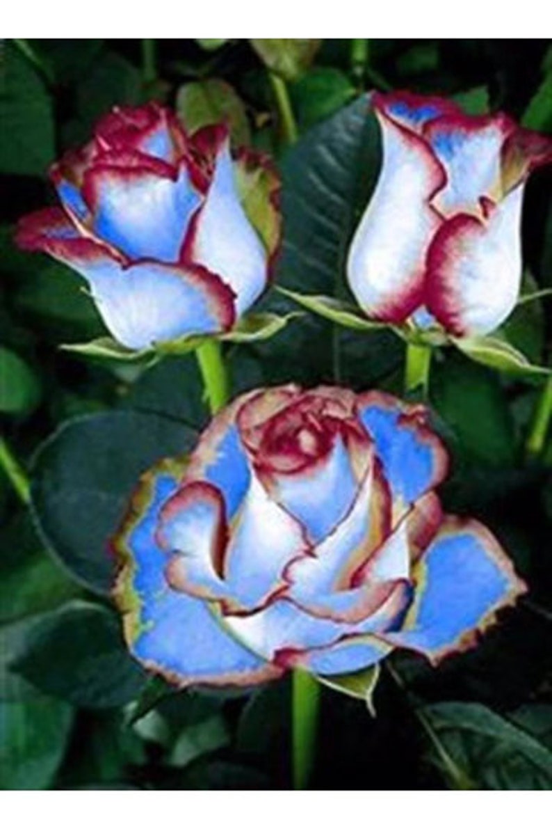 25 Rare Seeds hypnosis Rose Seeds Flower Seedsrare - Etsy