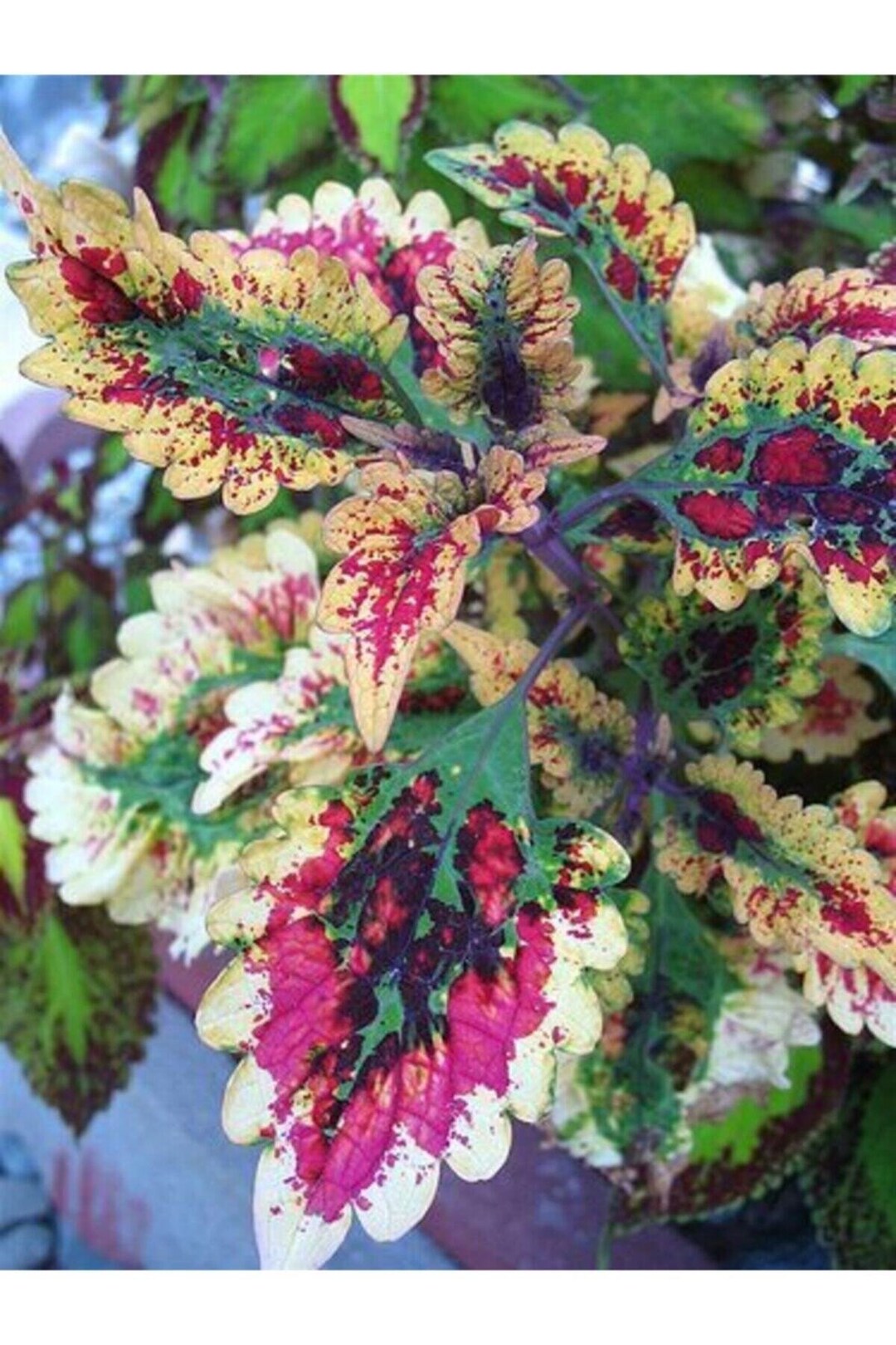 Rainbow Coleus Seeds 20 per Pack - Etsy UK