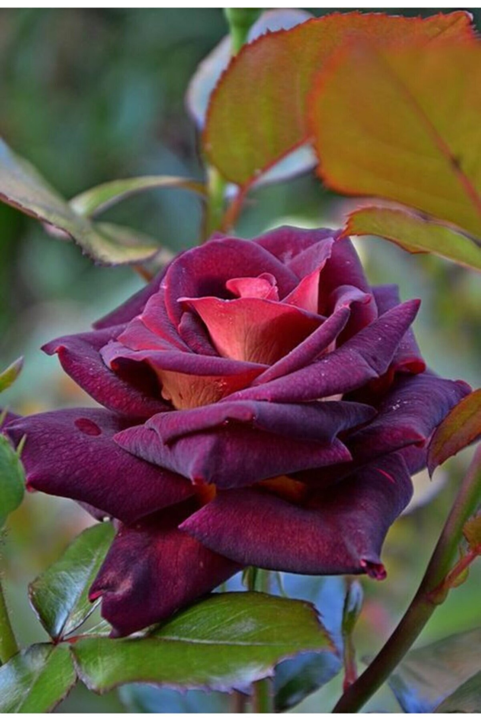 Burgundy Rose Seeds 30 per Pack - Etsy