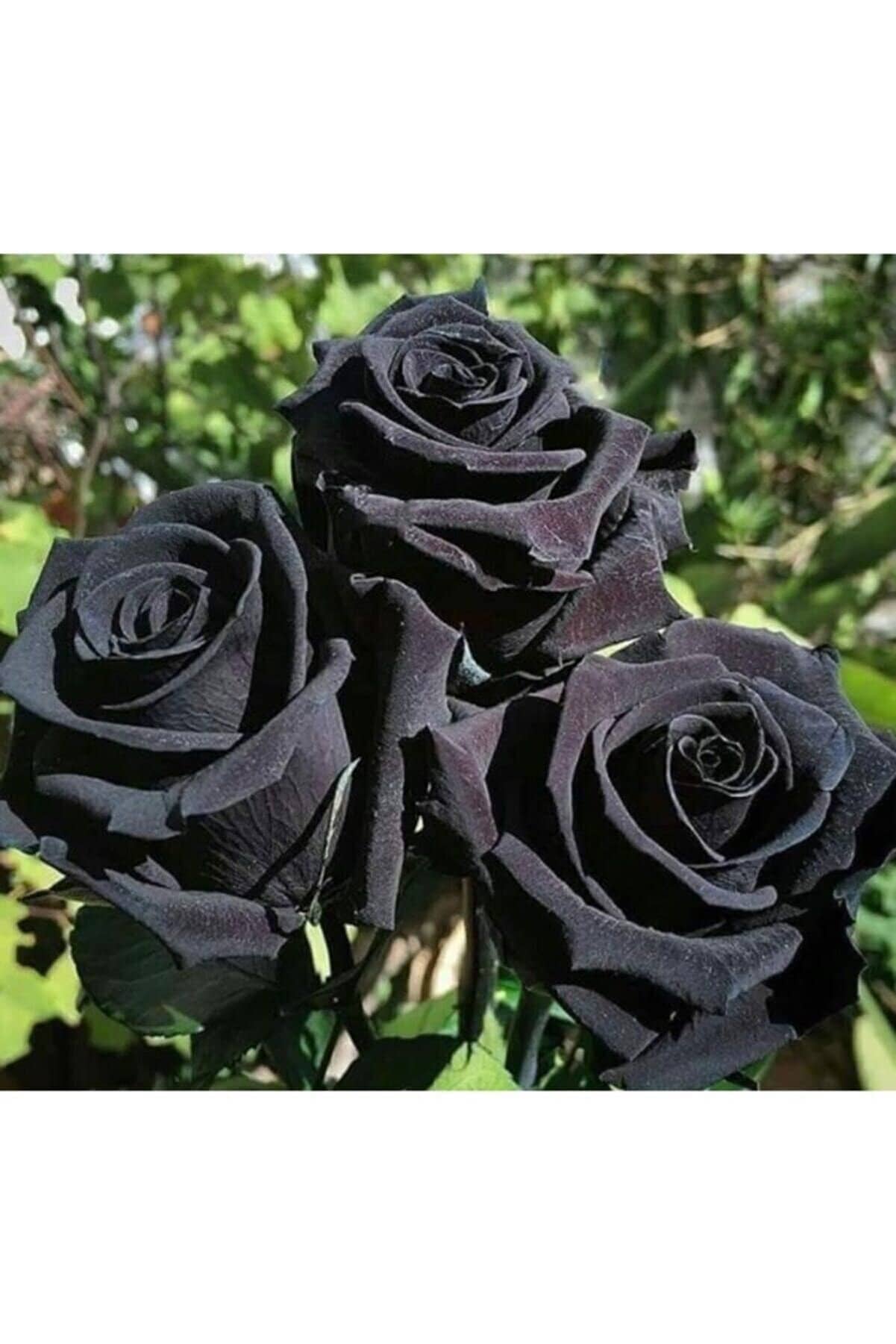 Natural Black Rose