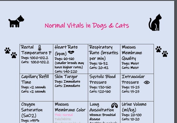 What Is Normal Blood Pressure For Dogs