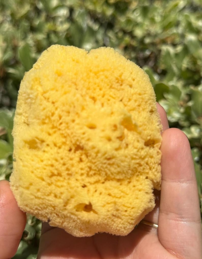 Natural Sea Sponge | Gentle Exfoliator for Sensitive Skin | Luxury Bath ...