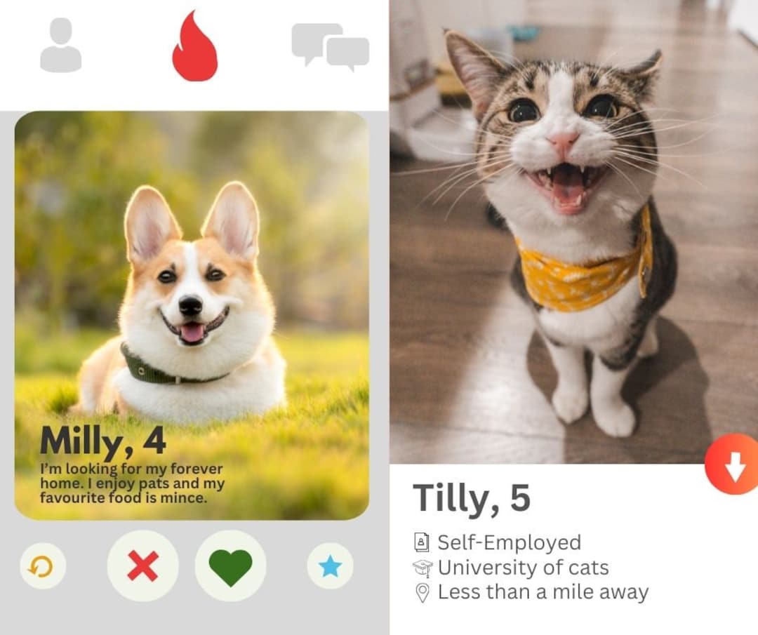 Tinder Animal Addition Instagram Posts Social Media Template Editable. Cats & Dogs. Pet Store ...