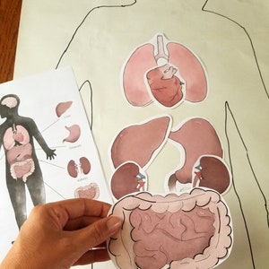 Homeschool Anatomy Activity, Montessori Materials, Human Body ...