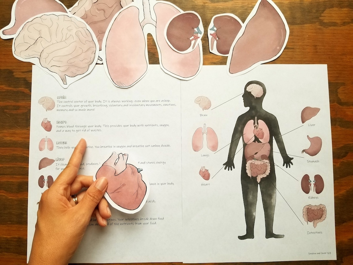 Homeschool Anatomy Activity, Montessori Materials, Human Body ...