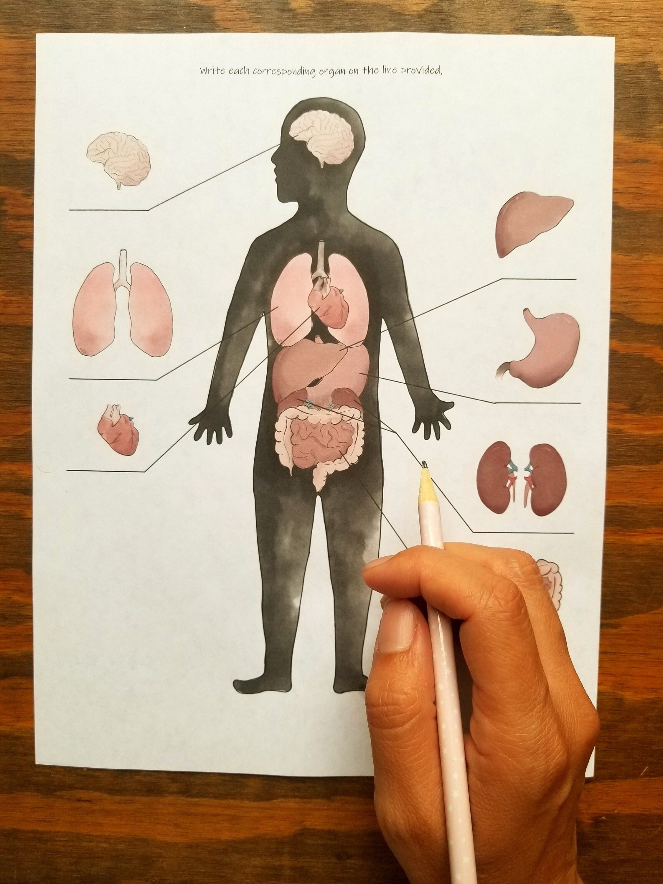 Homeschool Anatomy Activity, Montessori Materials, Human Body ...